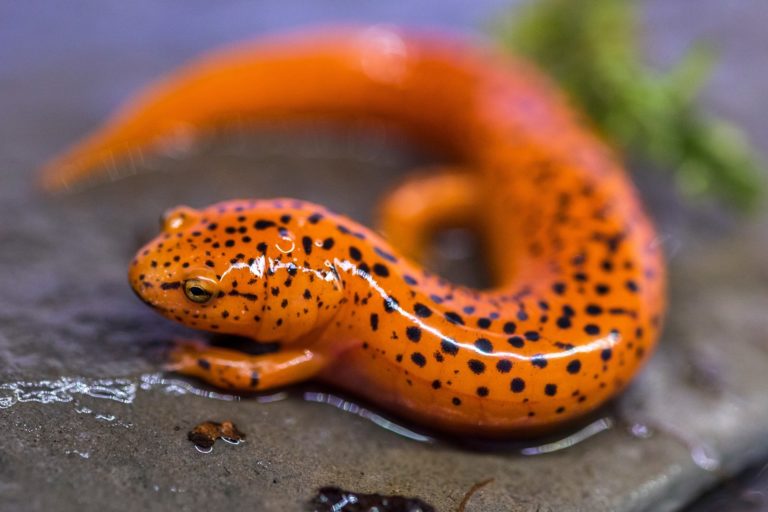 Plethodontidae | Salamanderland