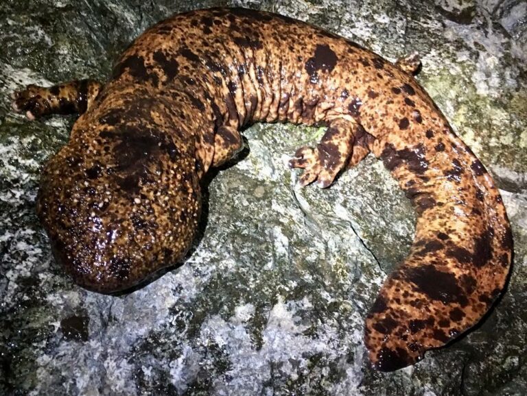 Cryptobranchidae | Salamanderland